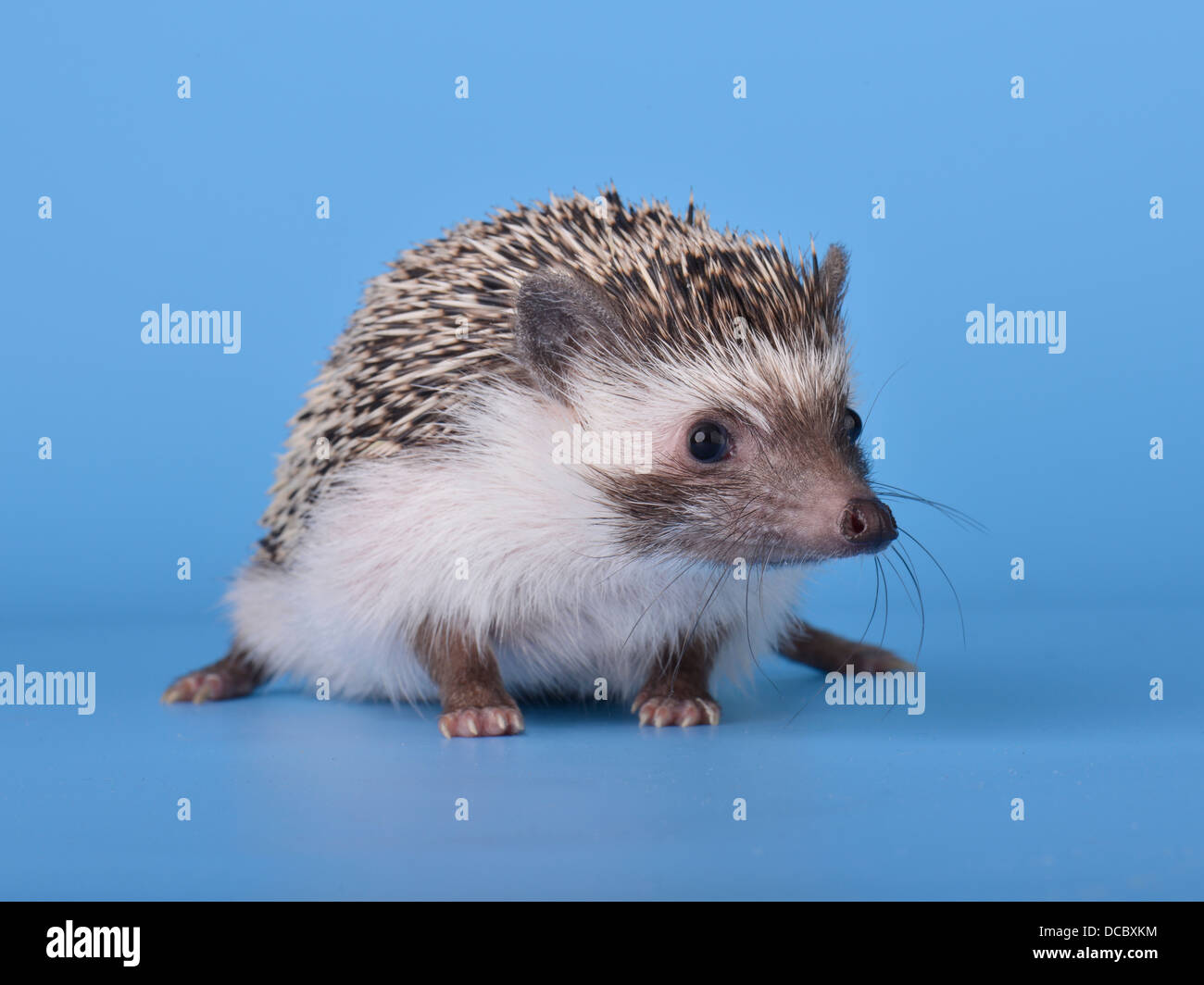 Pet hedgehog hi-res stock photography and images - Alamy
