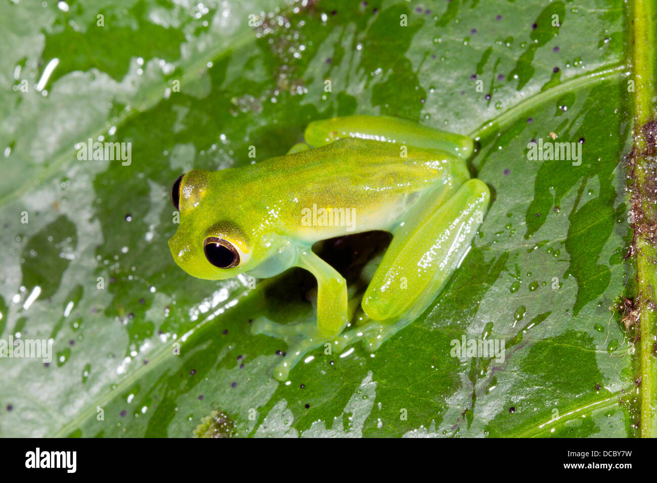 Teratohyla midas hi-res stock photography and images - Alamy