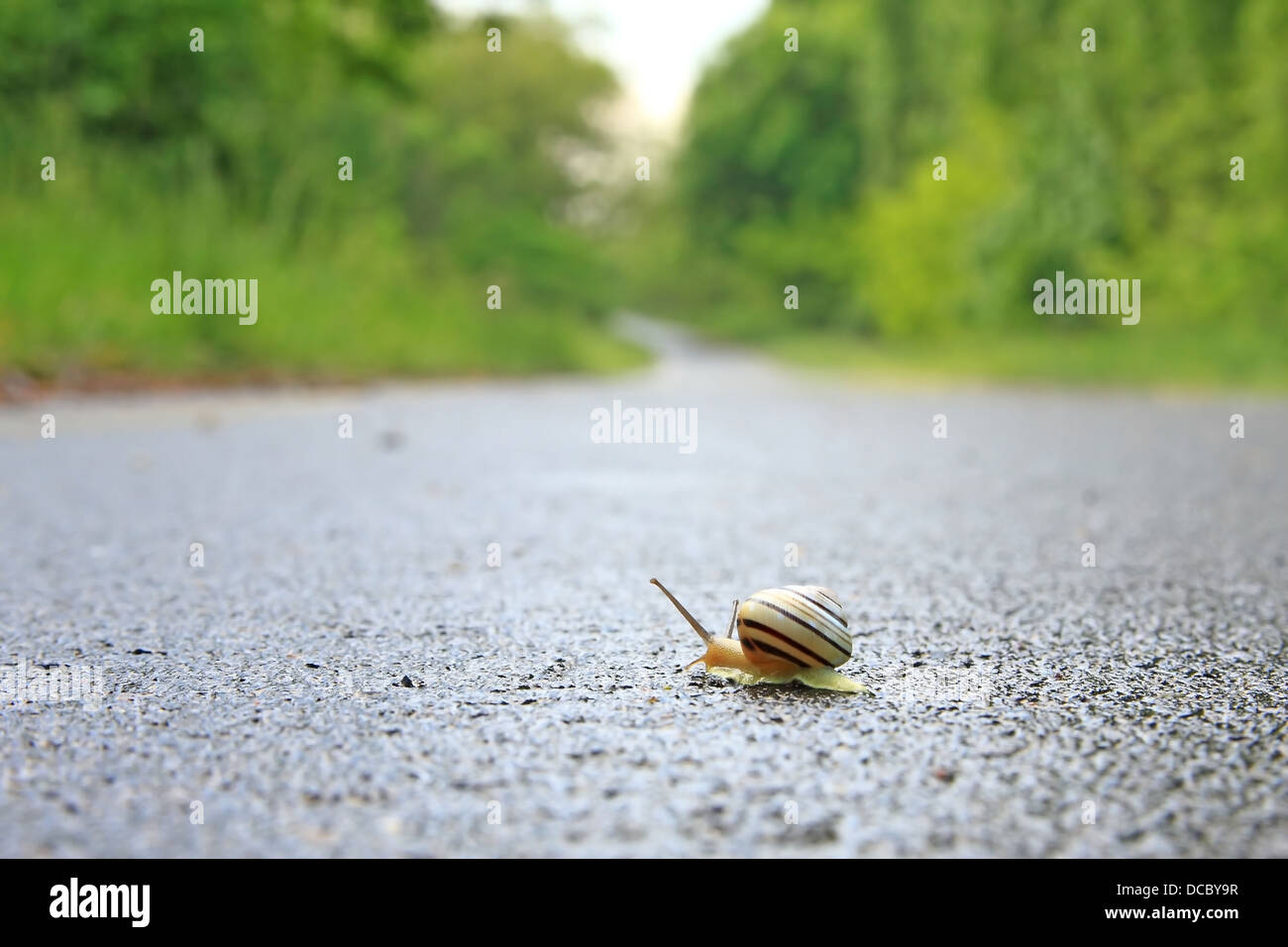 Snail bed hi-res stock photography and images - Alamy