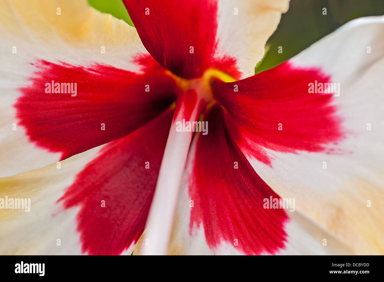 Close up red white hibiscus flower showing flower part Style, petals ...