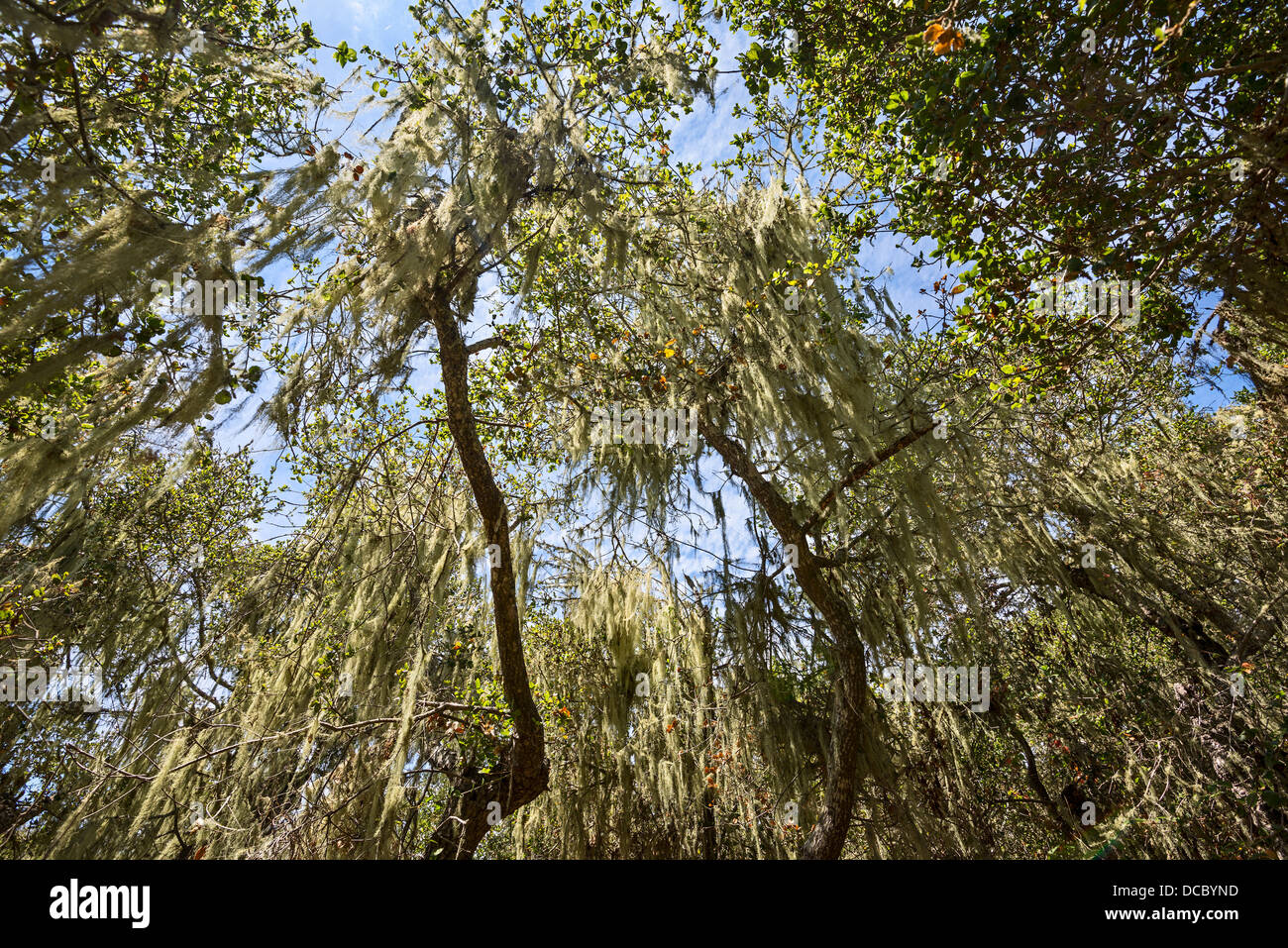 The magical and mysterious trees of the Los Osos Oak State Natural ...