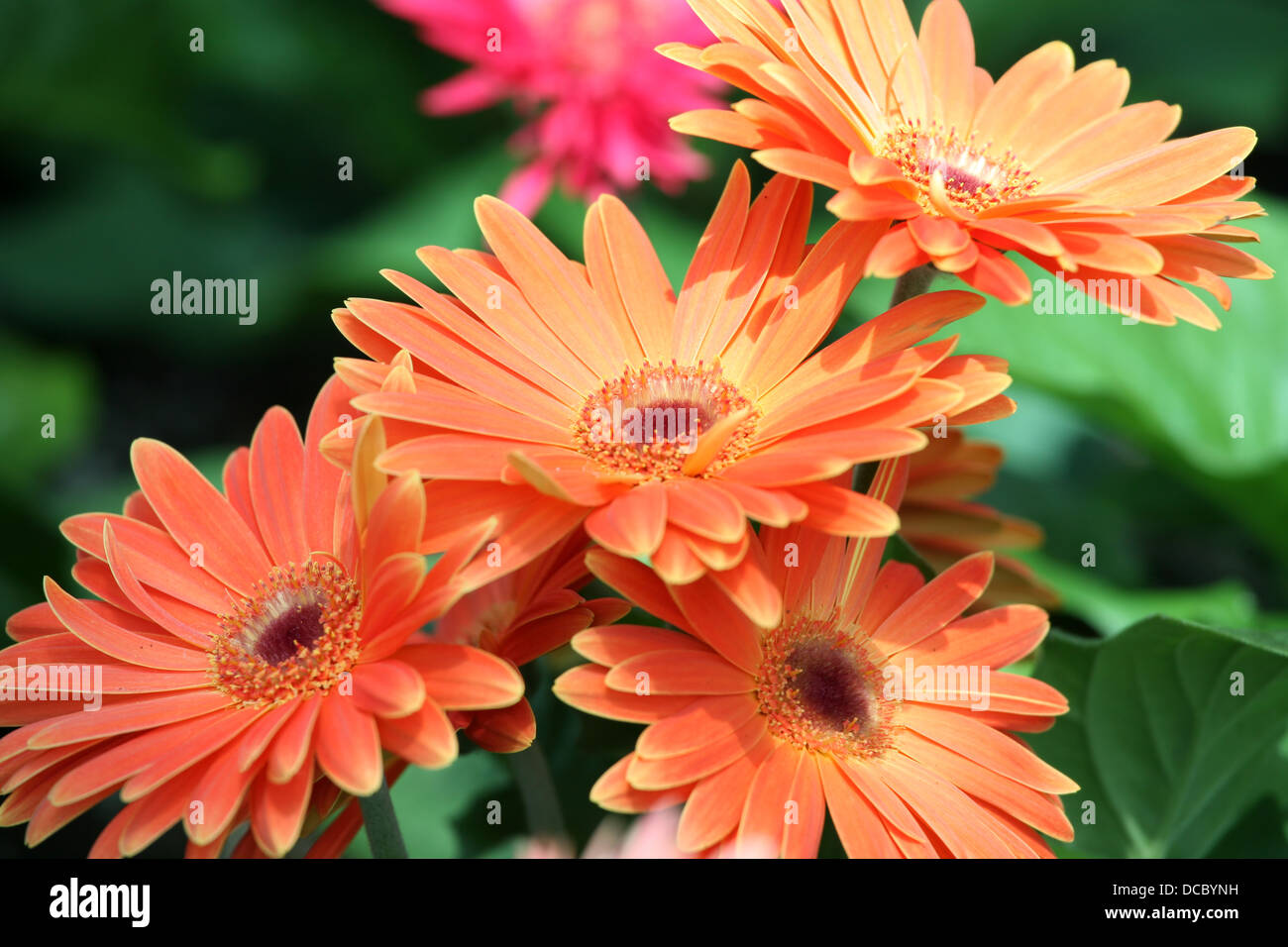 Group of orange gerbera daisies Stock Photo - Alamy