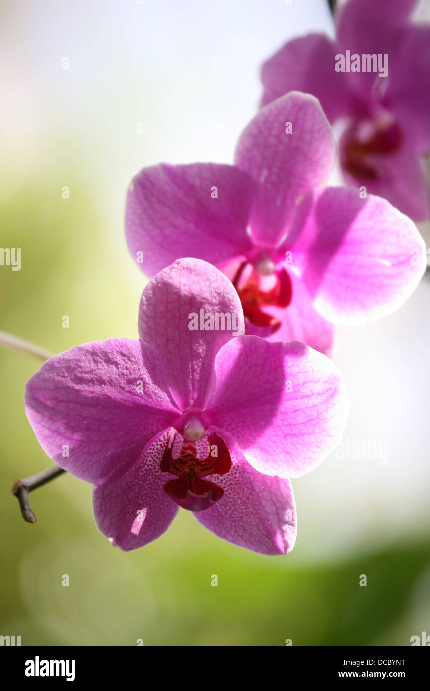 Orchids elegant blooms hi-res stock photography and images - Alamy