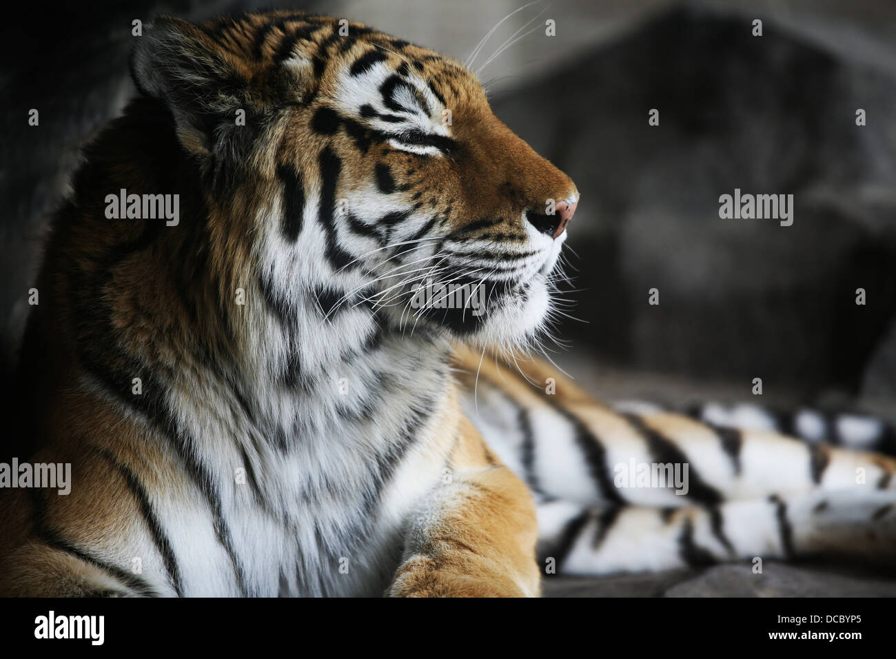 Handsome tiger hi-res stock photography and images - Alamy