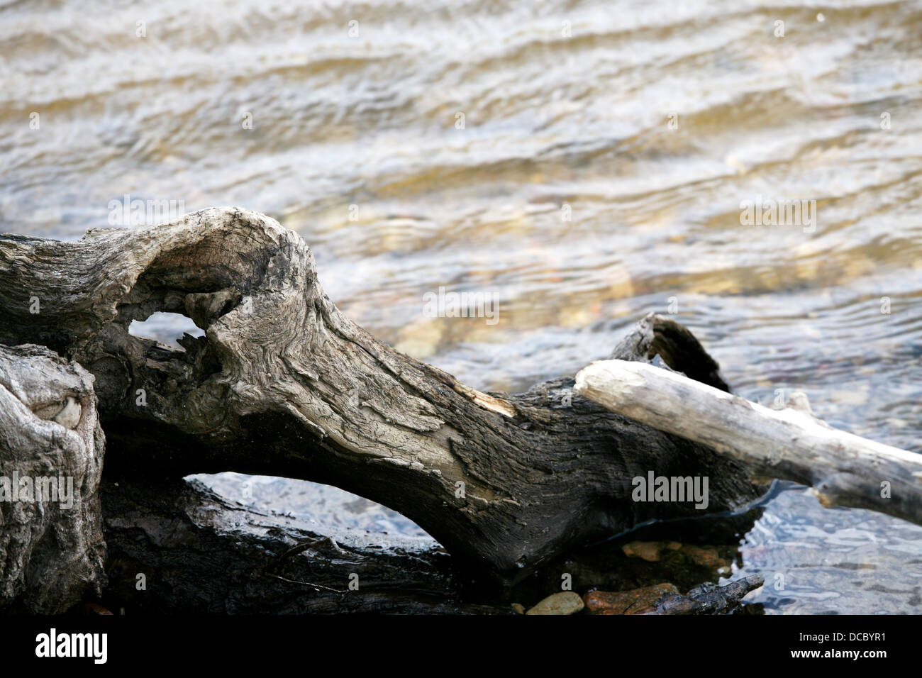 Log in river hi-res stock photography and images - Alamy