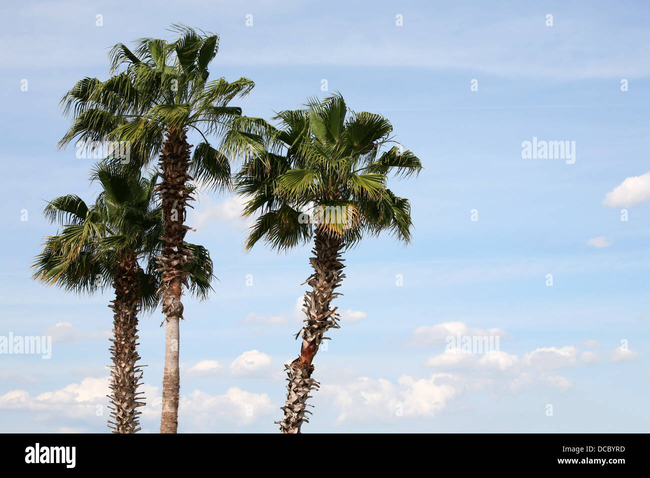 Three palm trees green hi-res stock photography and images - Alamy
