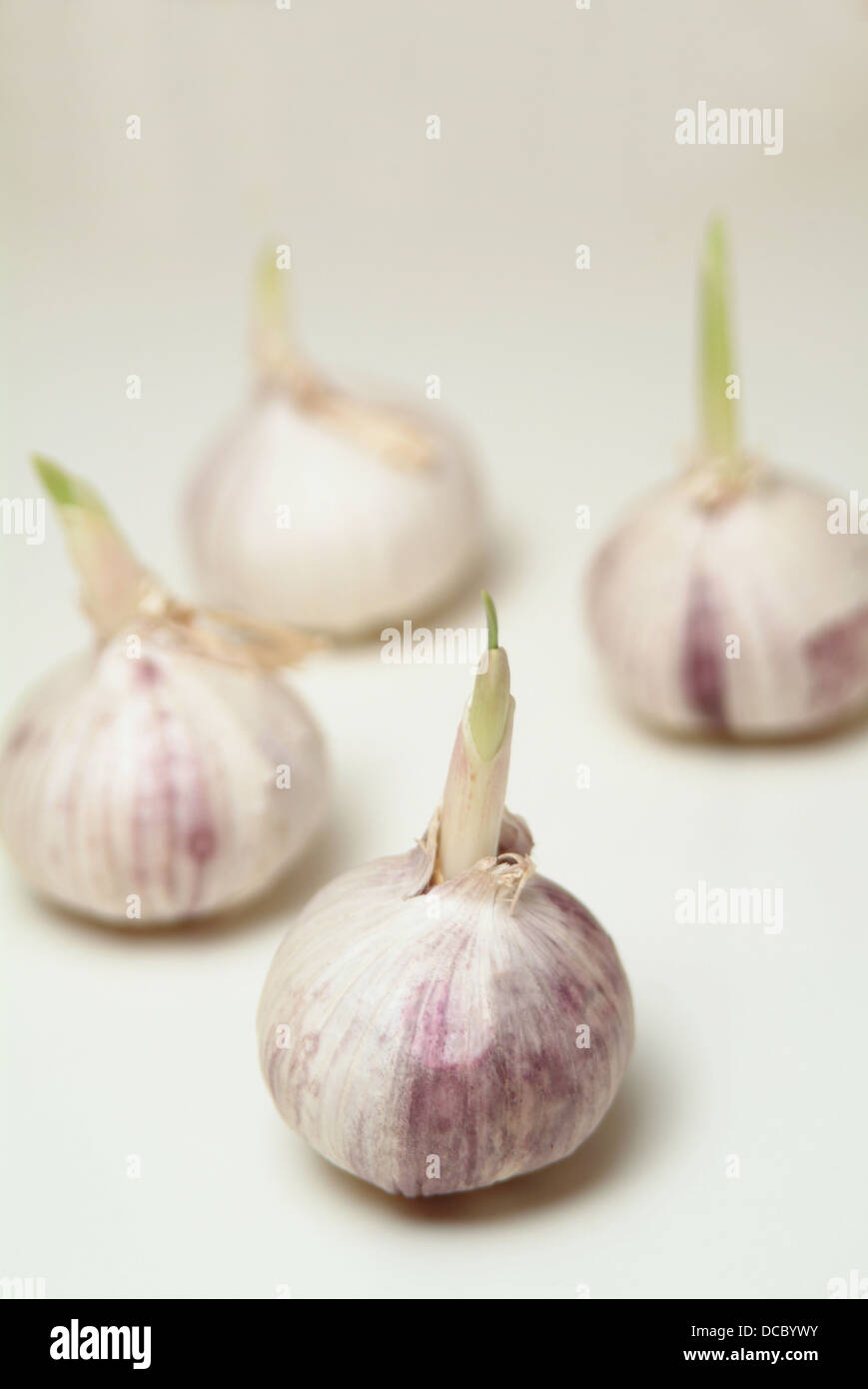 some garlic on a bright background Stock Photo - Alamy