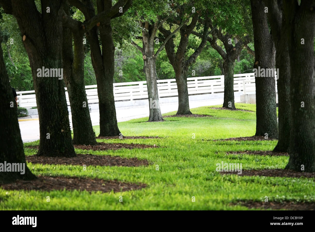 Cool shady area under tree Stock Photo - Alamy