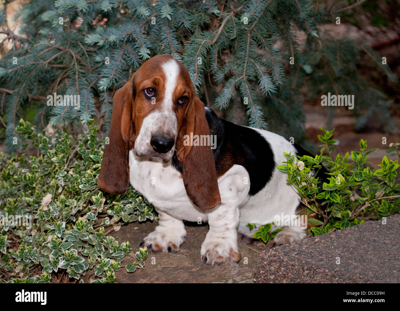 Artois Hound Is A Mixed Breed