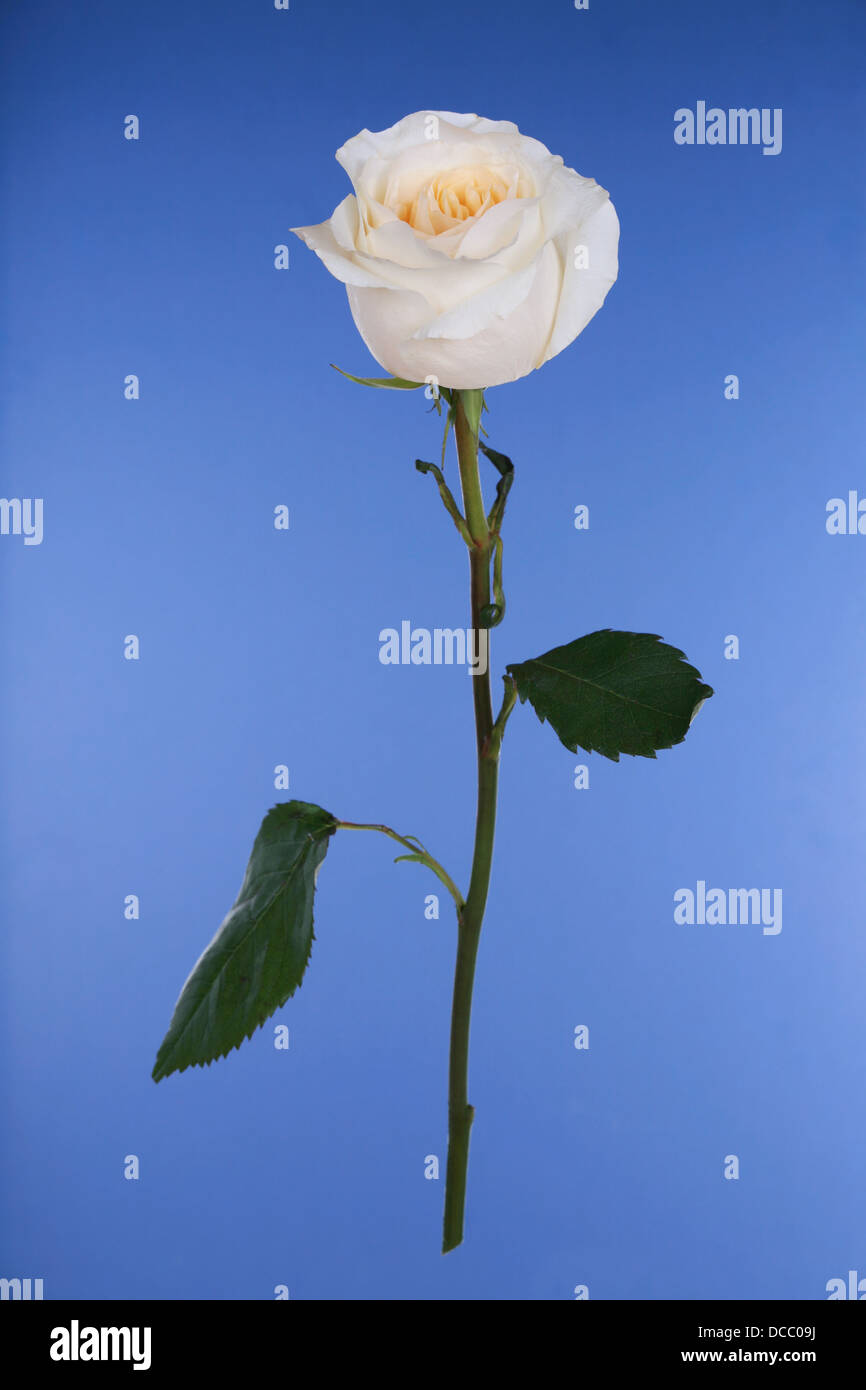 Single rose on stem hi-res stock photography and images - Alamy