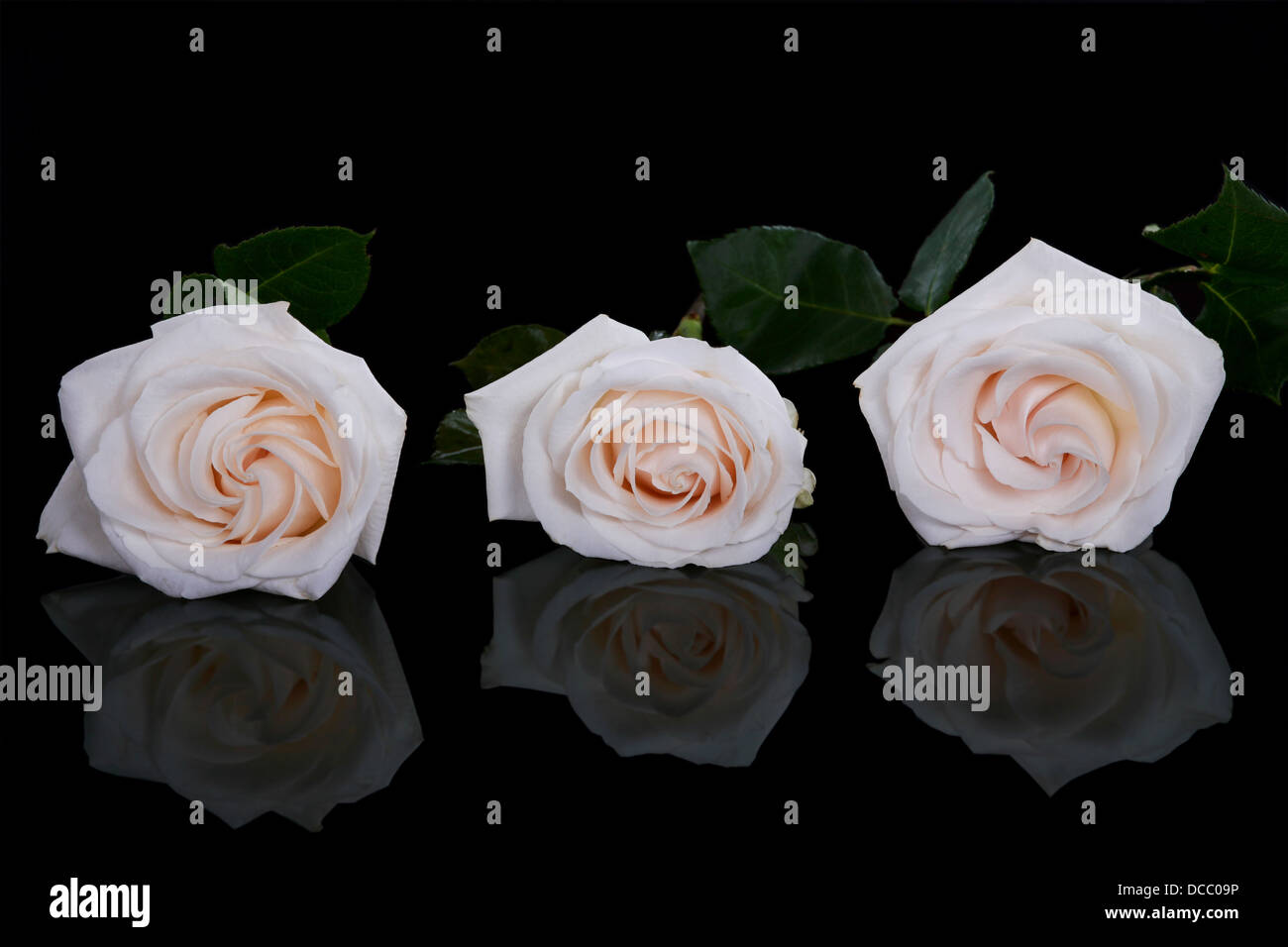 Three roses on black hi-res stock photography and images - Alamy