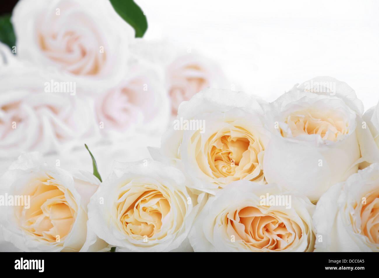 White roses with yellow centers Stock Photo - Alamy