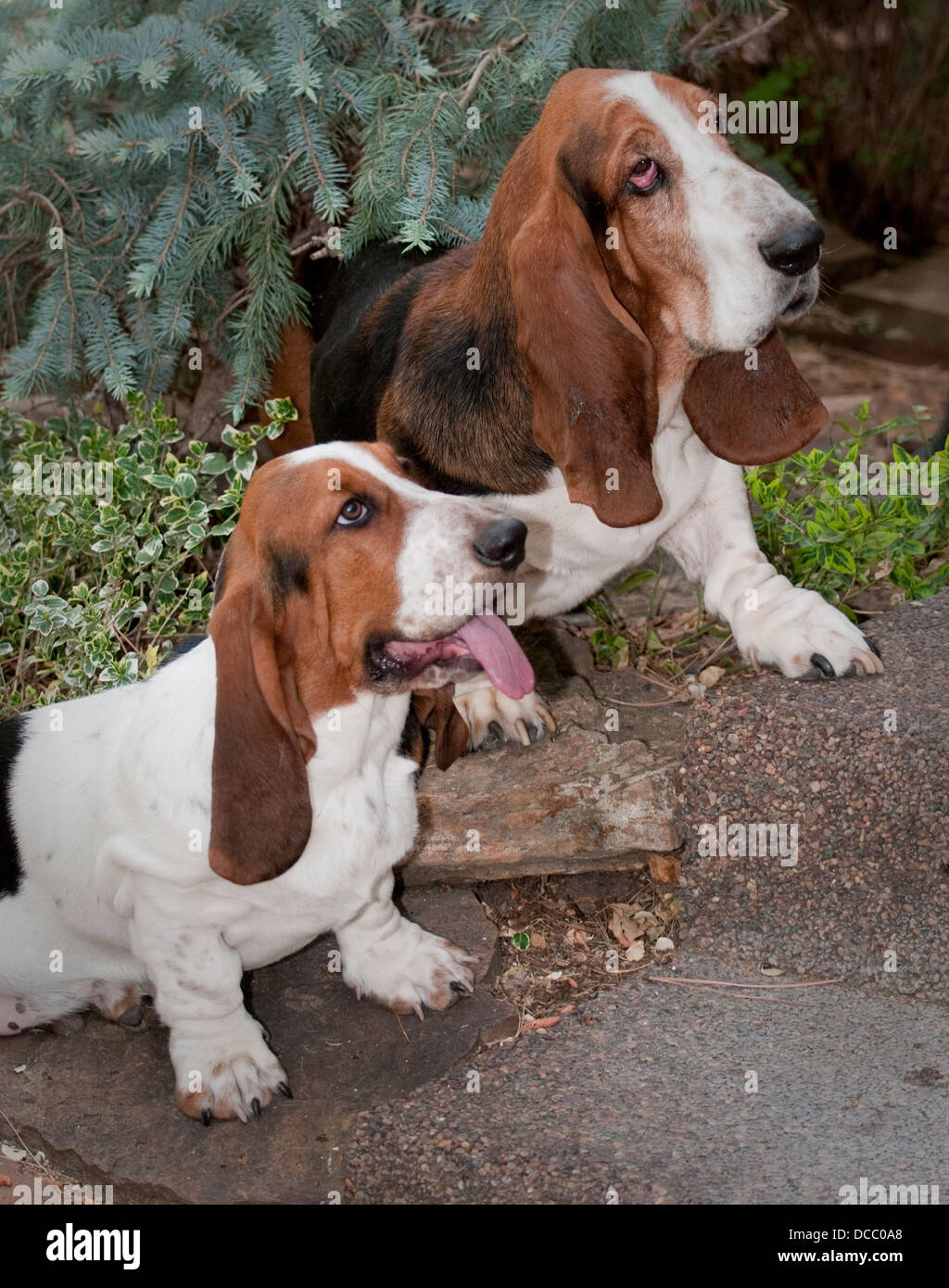 Basset hounds sitting together Stock Photo - Alamy