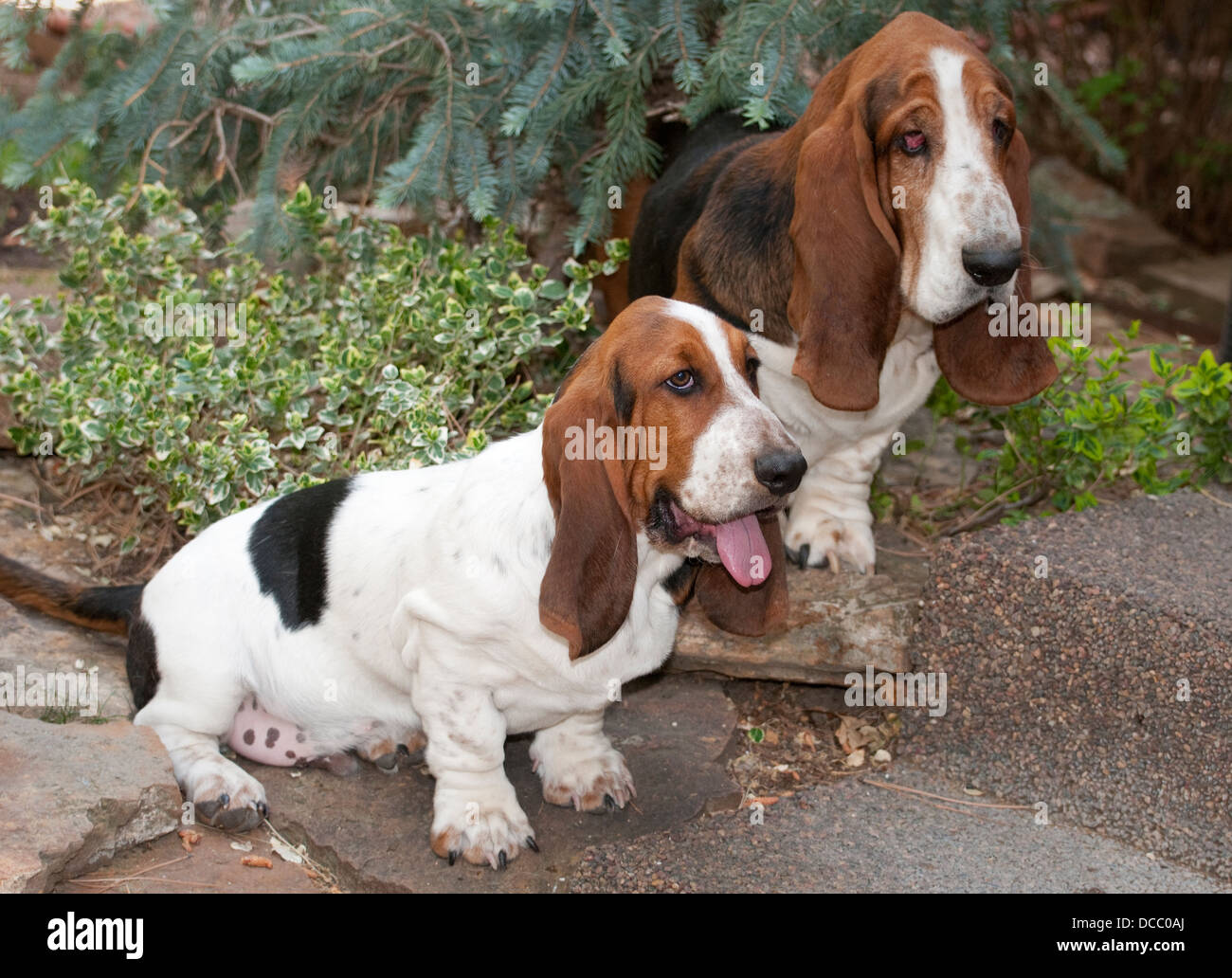 Basset hounds sitting together Stock Photo - Alamy
