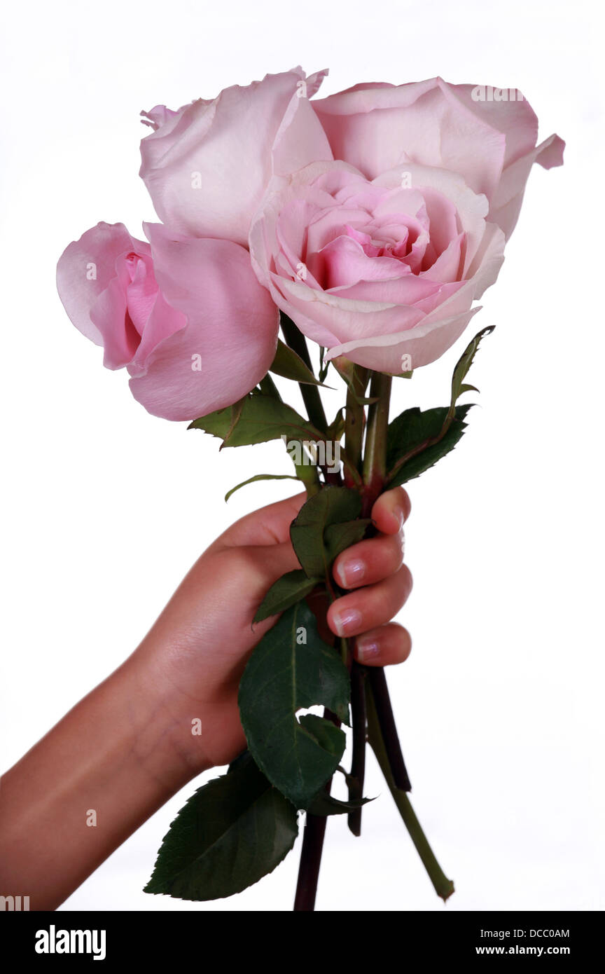 Hand and roses hi-res stock photography and images - Alamy