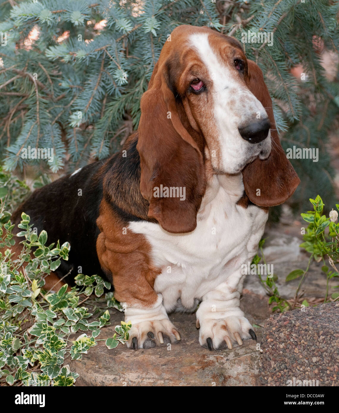 Basset Hound Keeps Peeing House at Ashley Rimmer blog