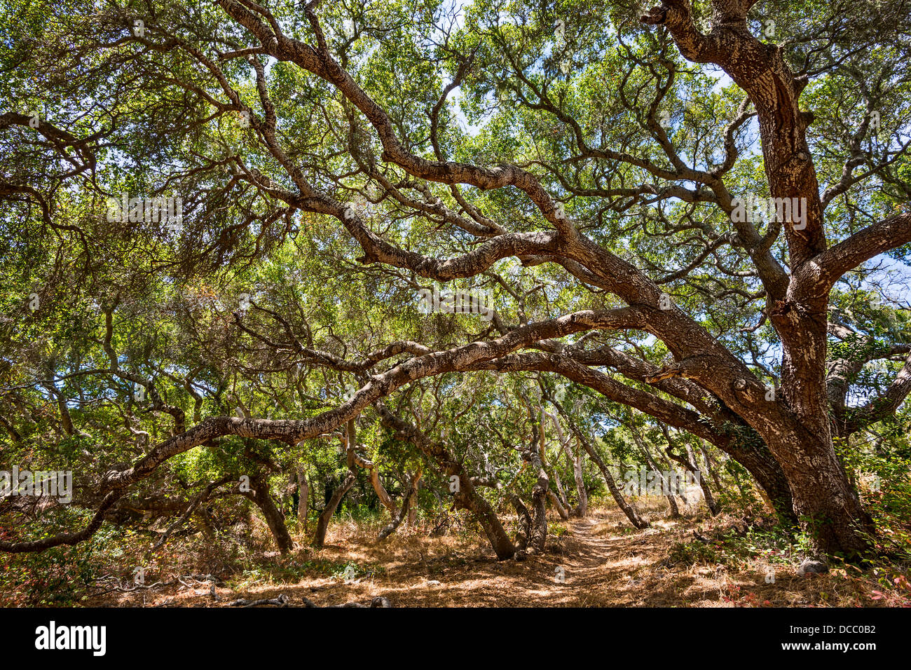 The magical and mysterious trees of the Los Osos Oak State Natural ...