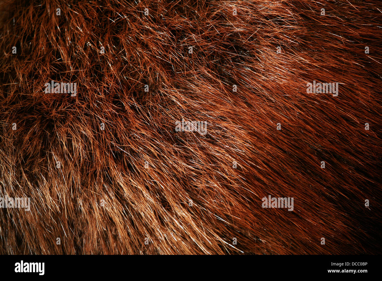 Authentic beaver fur Stock Photo - Alamy