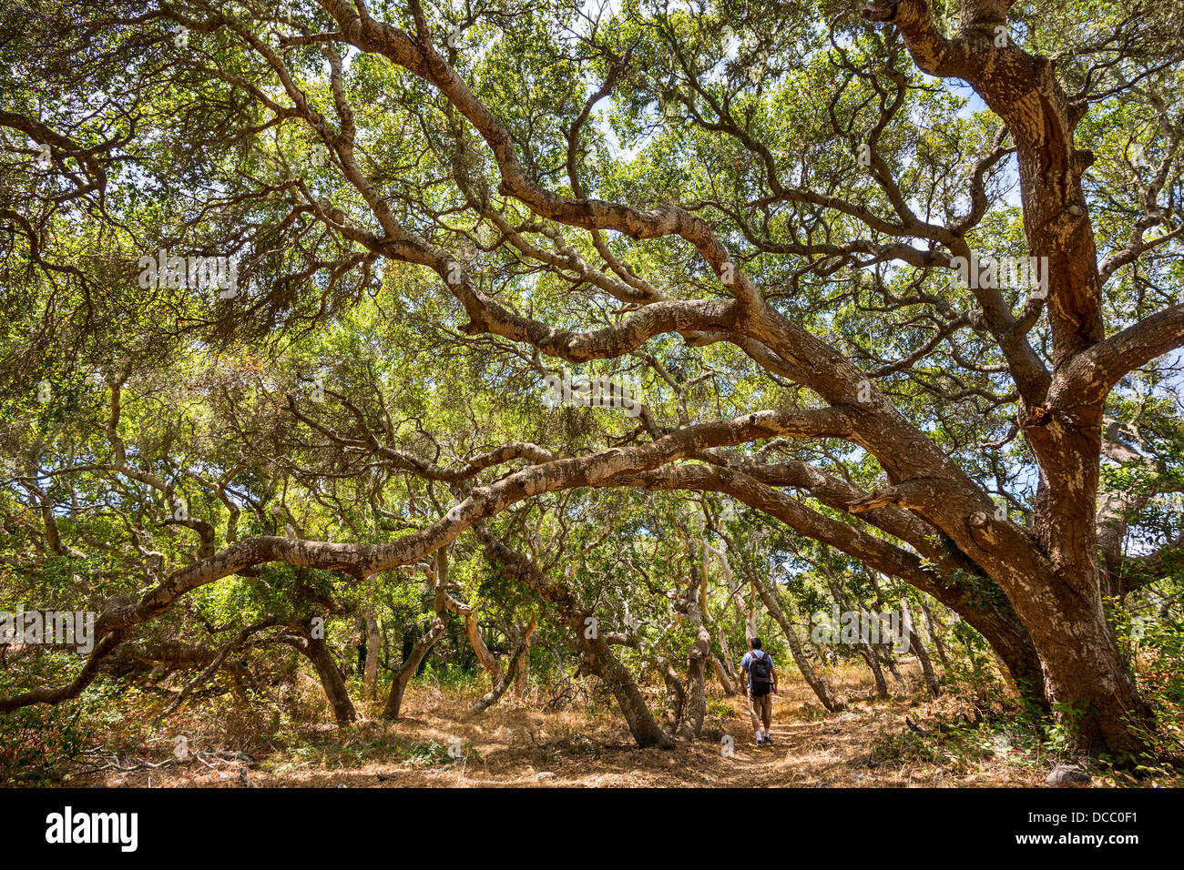 The magical and mysterious trees of the Los Osos Oak State Natural ...
