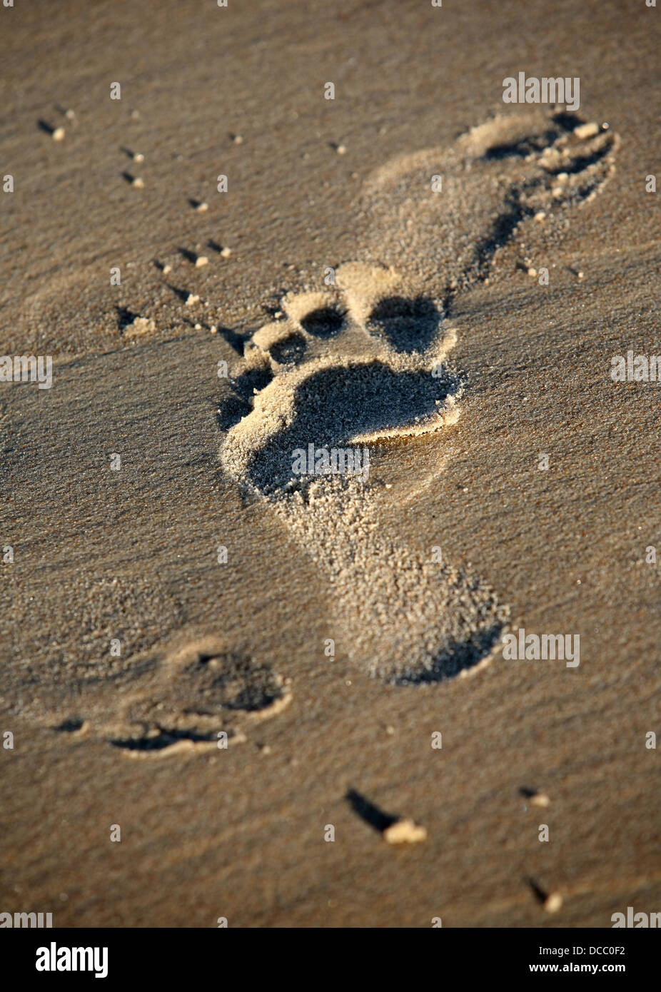 Leg prints hi-res stock photography and images - Alamy