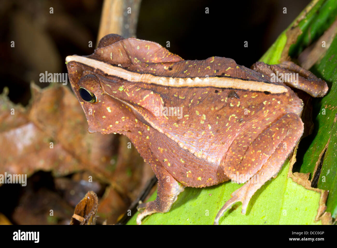 Crested Toad High Resolution Stock Photography and Images - Alamy