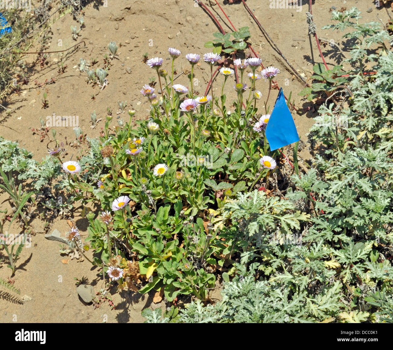 Seaside daisy hi-res stock photography and images - Alamy