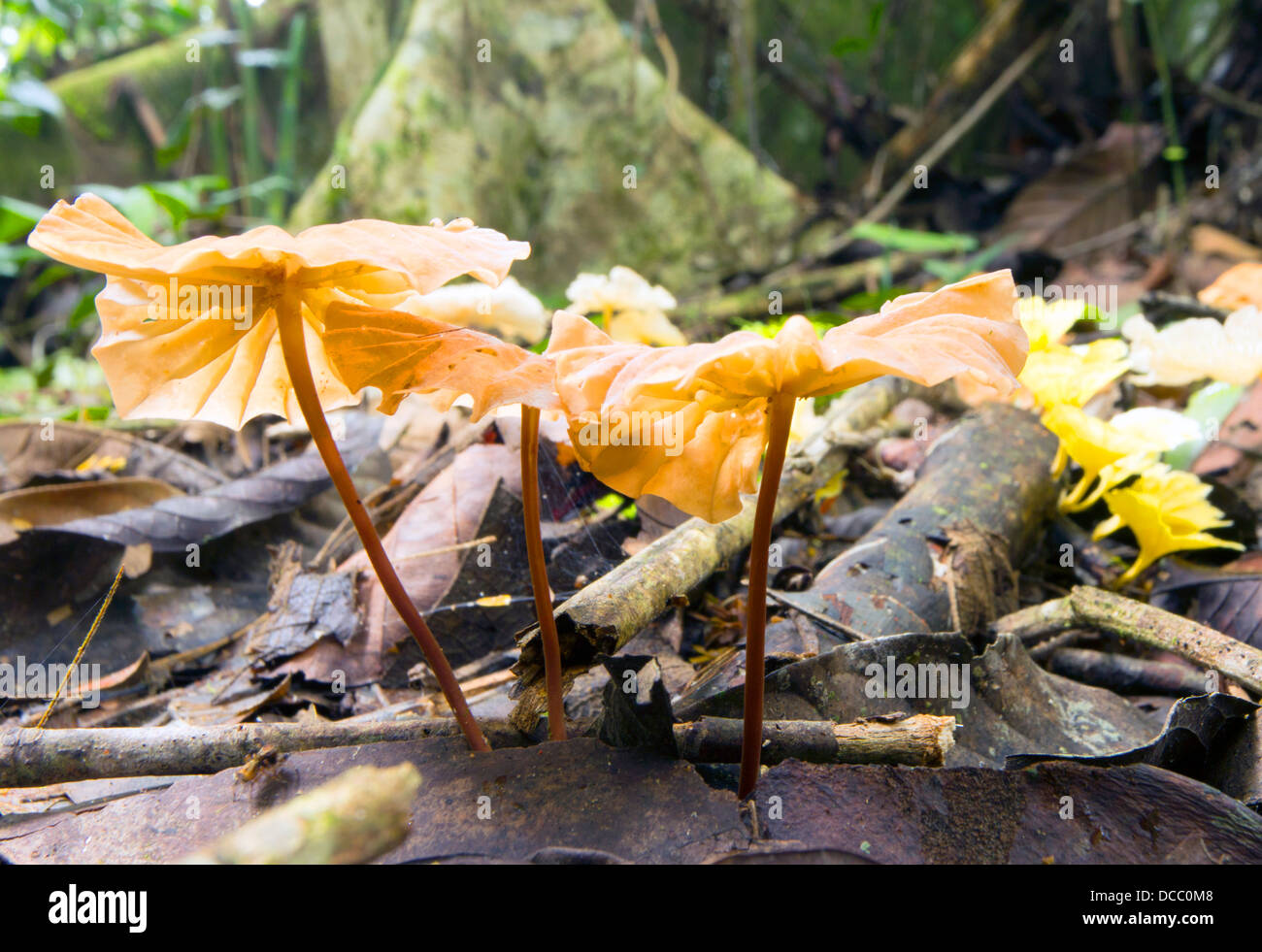 Rainforest floor hi-res stock photography and images - Alamy