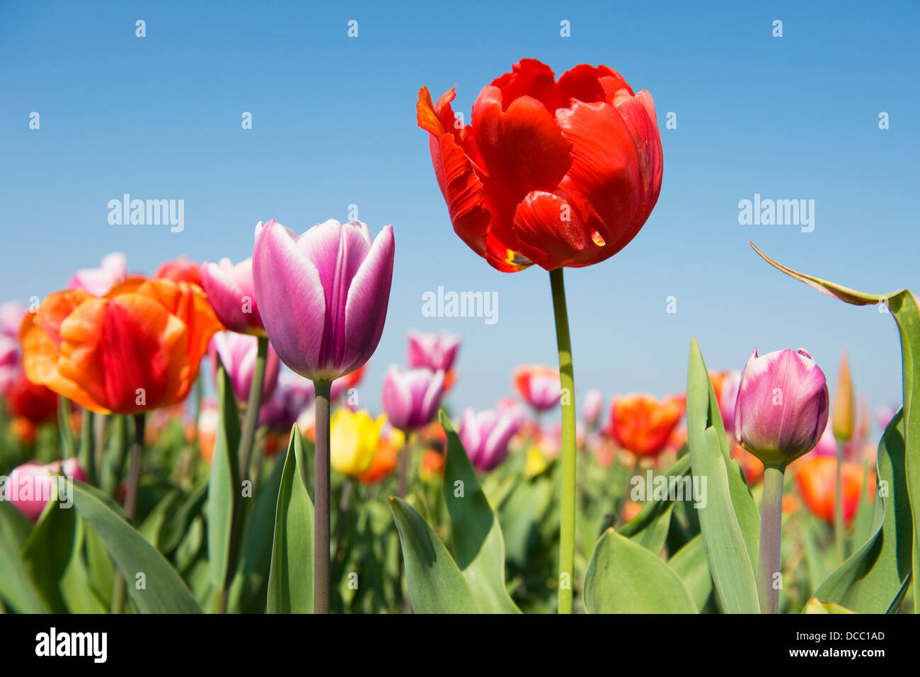 Colorful tulips outdoor in the fields Stock Photo - Alamy