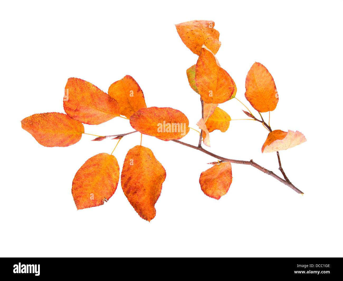 autumn branch of tree Stock Photo - Alamy