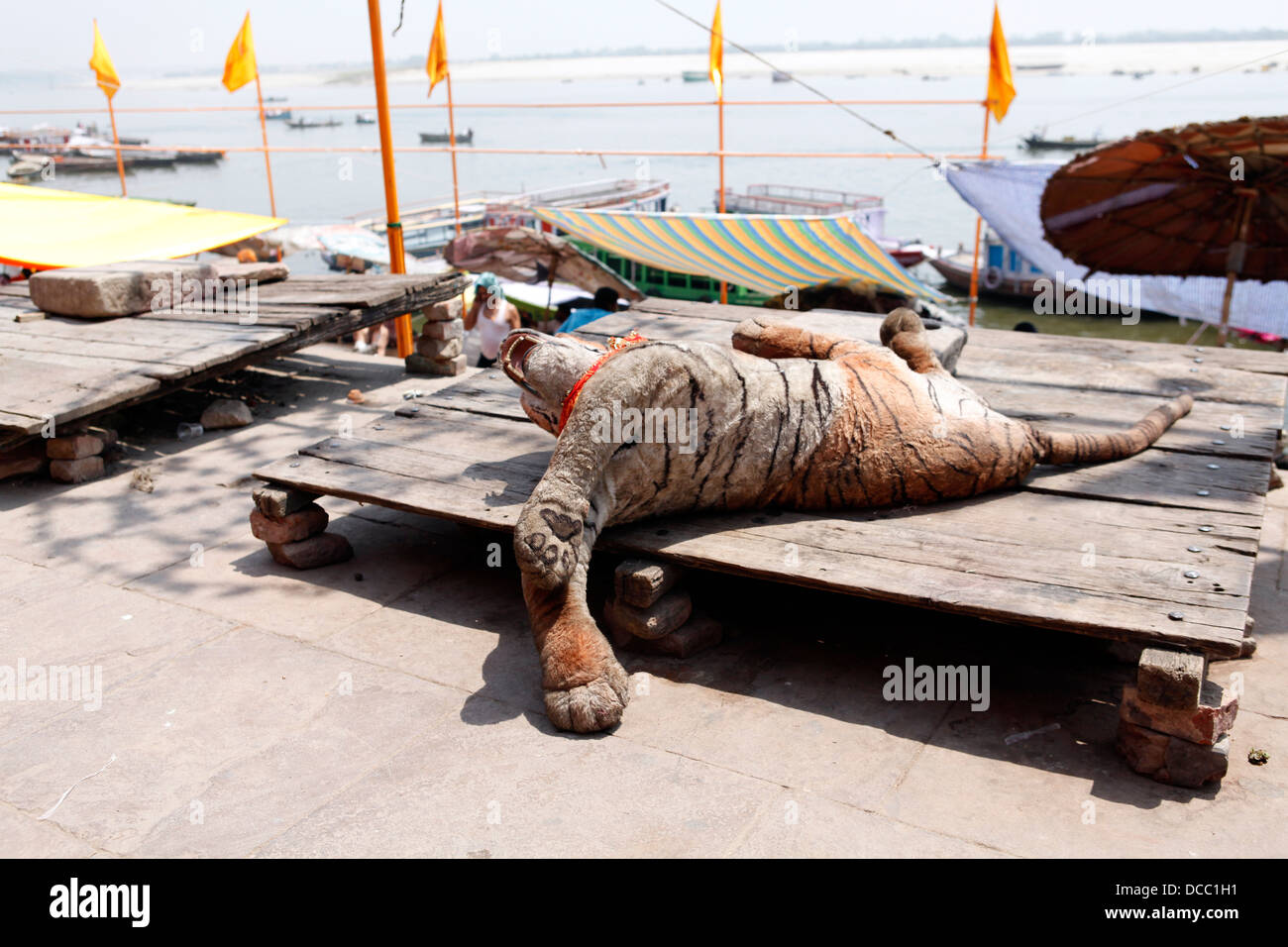 A discarded stuffed tiger lays strewn on the banks of the River Ganges ...
