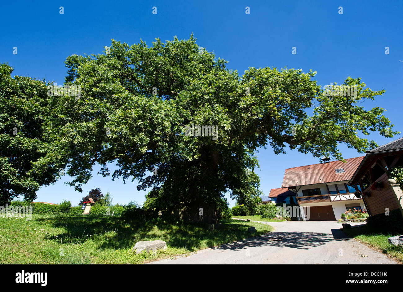 The might oak at Emmertshof in Neuenstein, Germany, 01 August 2013 ...