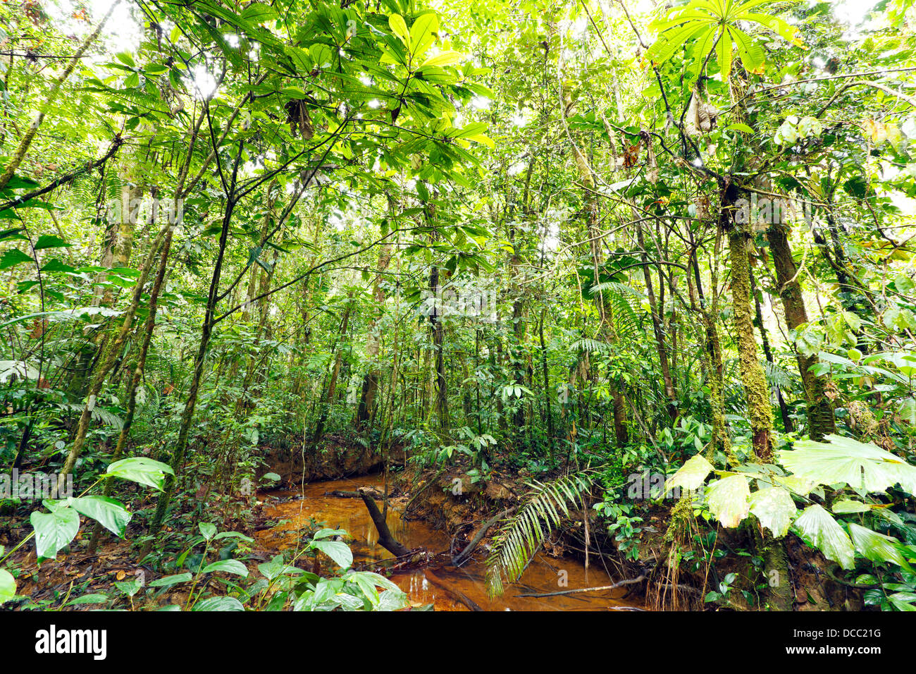 Stream winding through lowland tropical rainforest in the Ecuadorian ...