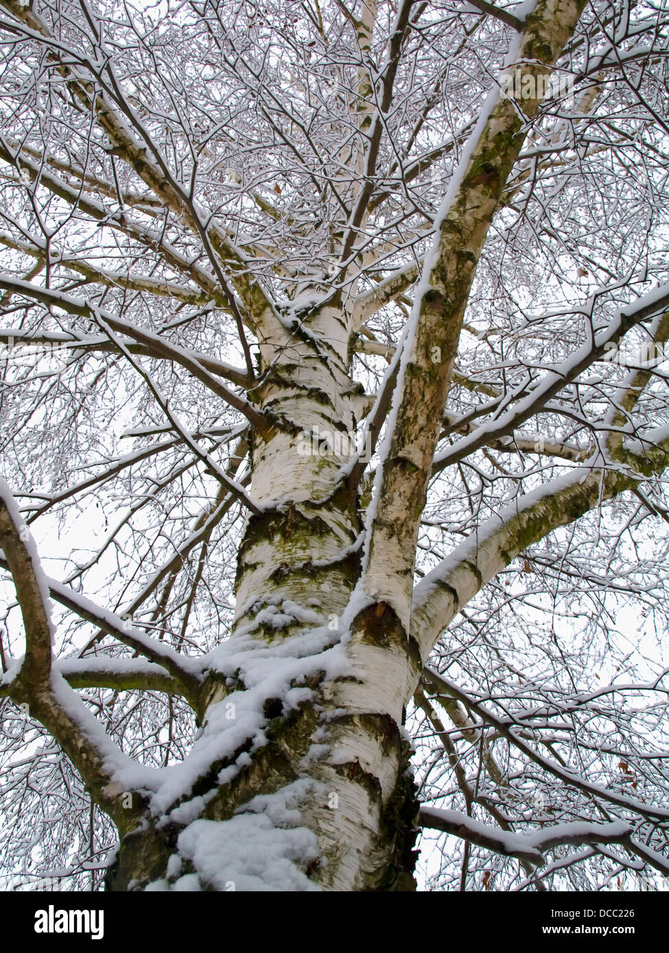 Tree in a winter scene Stock Photo - Alamy