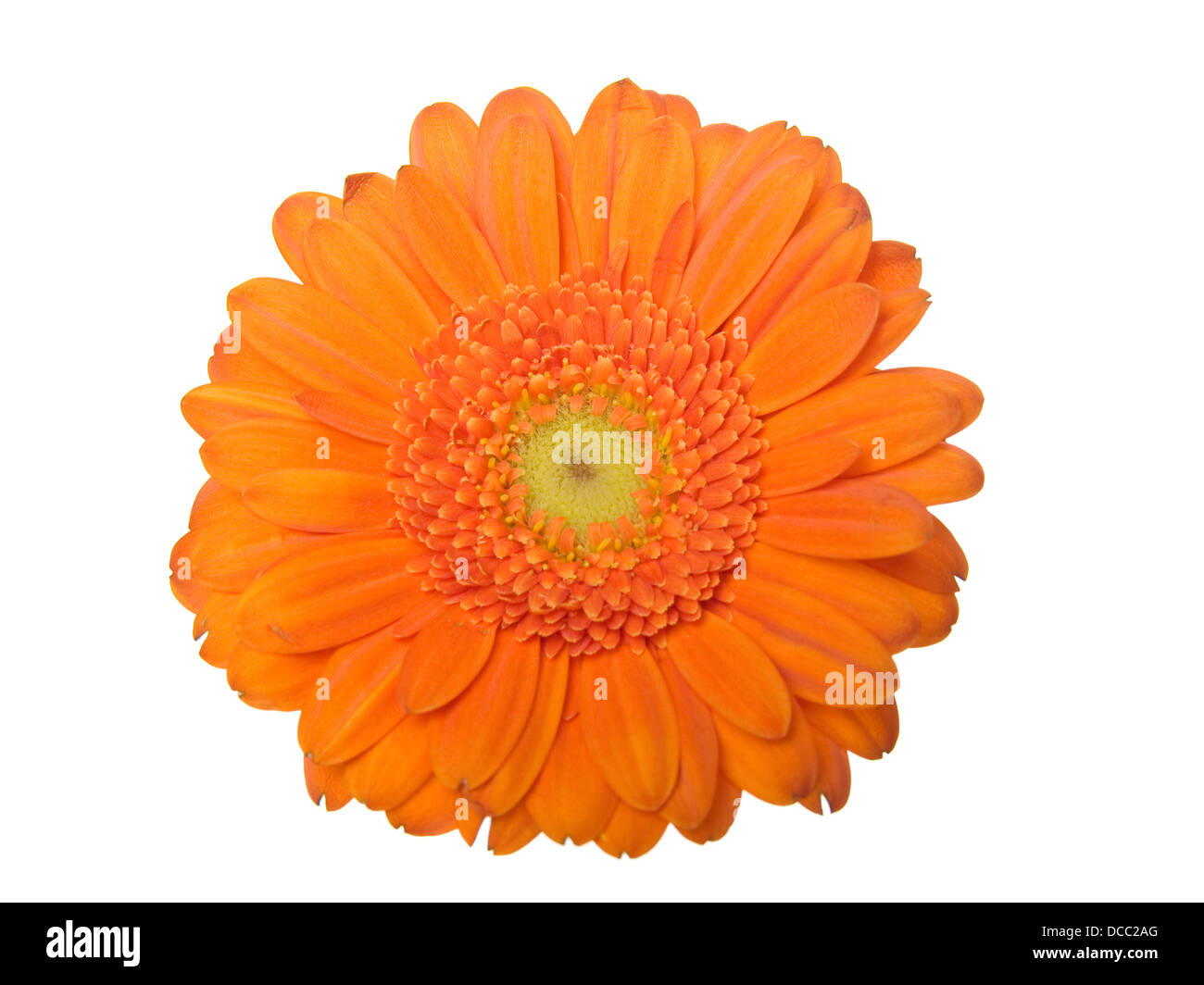 gerber daisy isolated on white background Stock Photo - Alamy
