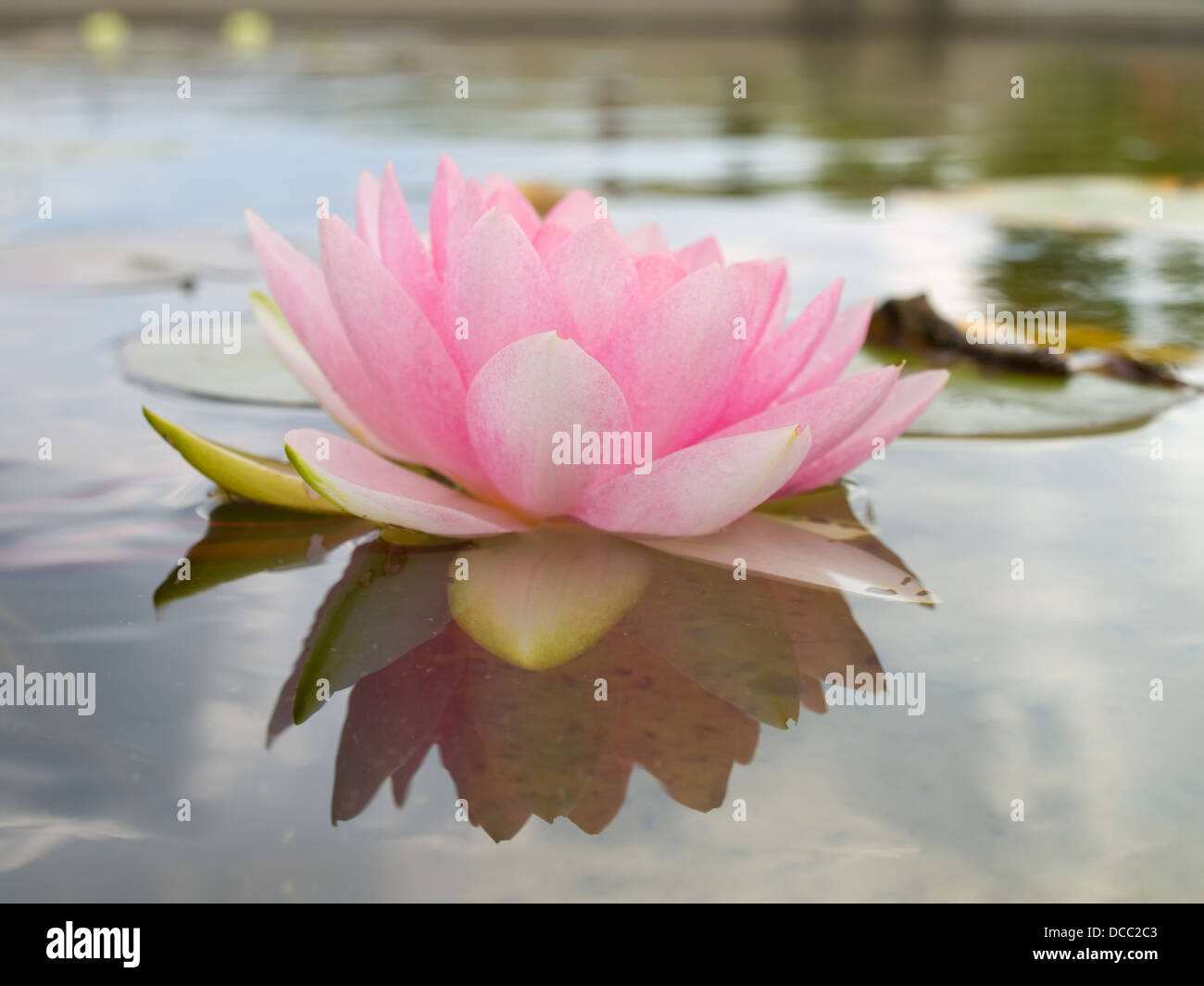 A close-up photo of water lily Stock Photo - Alamy