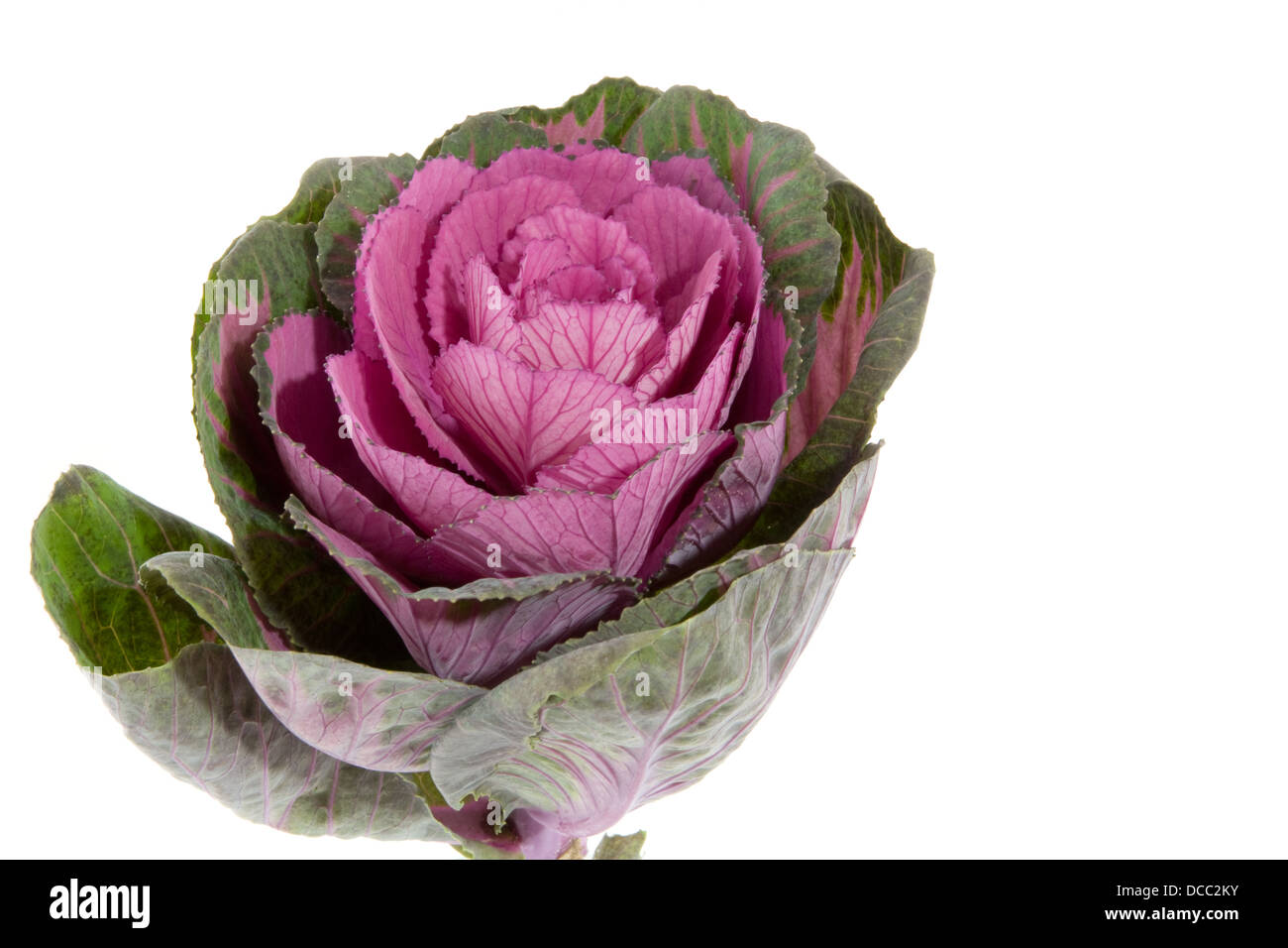 Cabbage decoration hi-res stock photography and images - Alamy