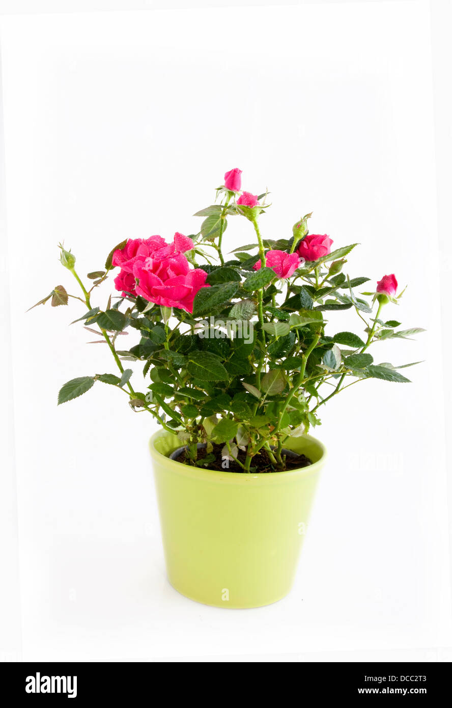 Botanical roses hi-res stock photography and images - Alamy
