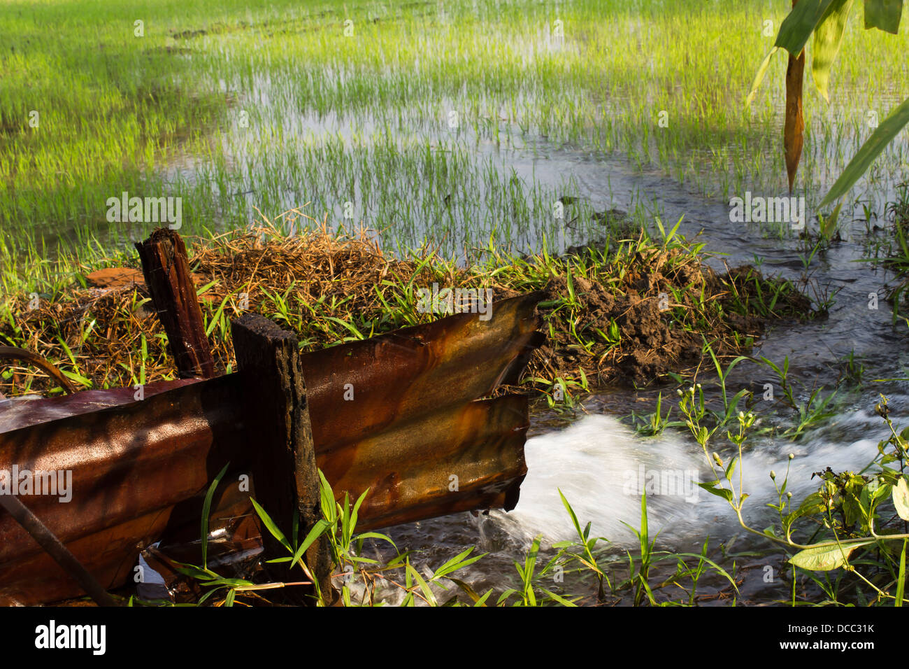 Agriculture Rice Paddy Irrigation Water Stock Photos & Agriculture Rice ...