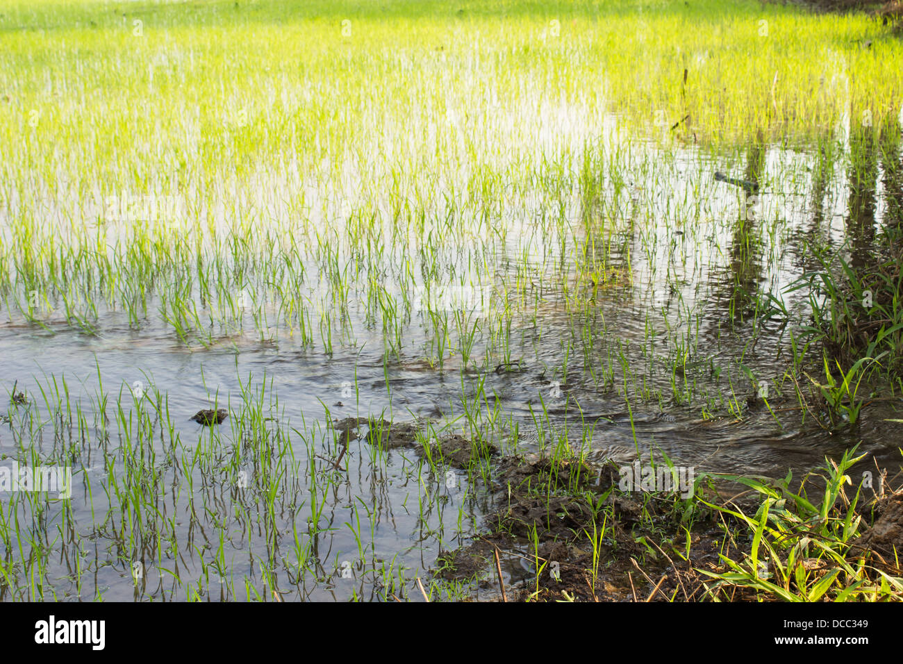 Water into rice fields. Paddy Field in thailand Stock Photo - Alamy