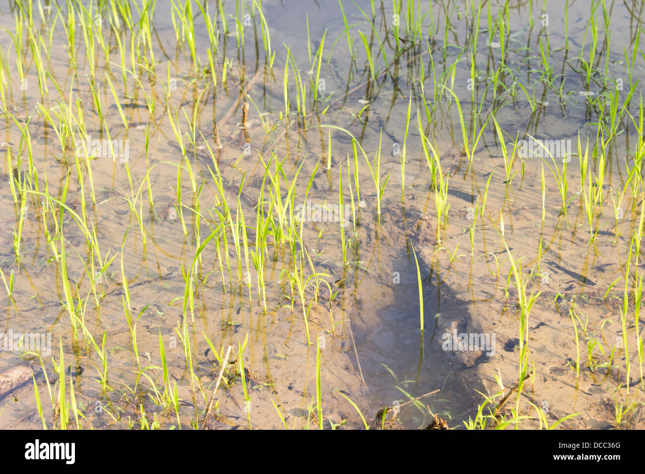 Close-up water into rice fields. Paddy Field in thailand Stock Photo ...