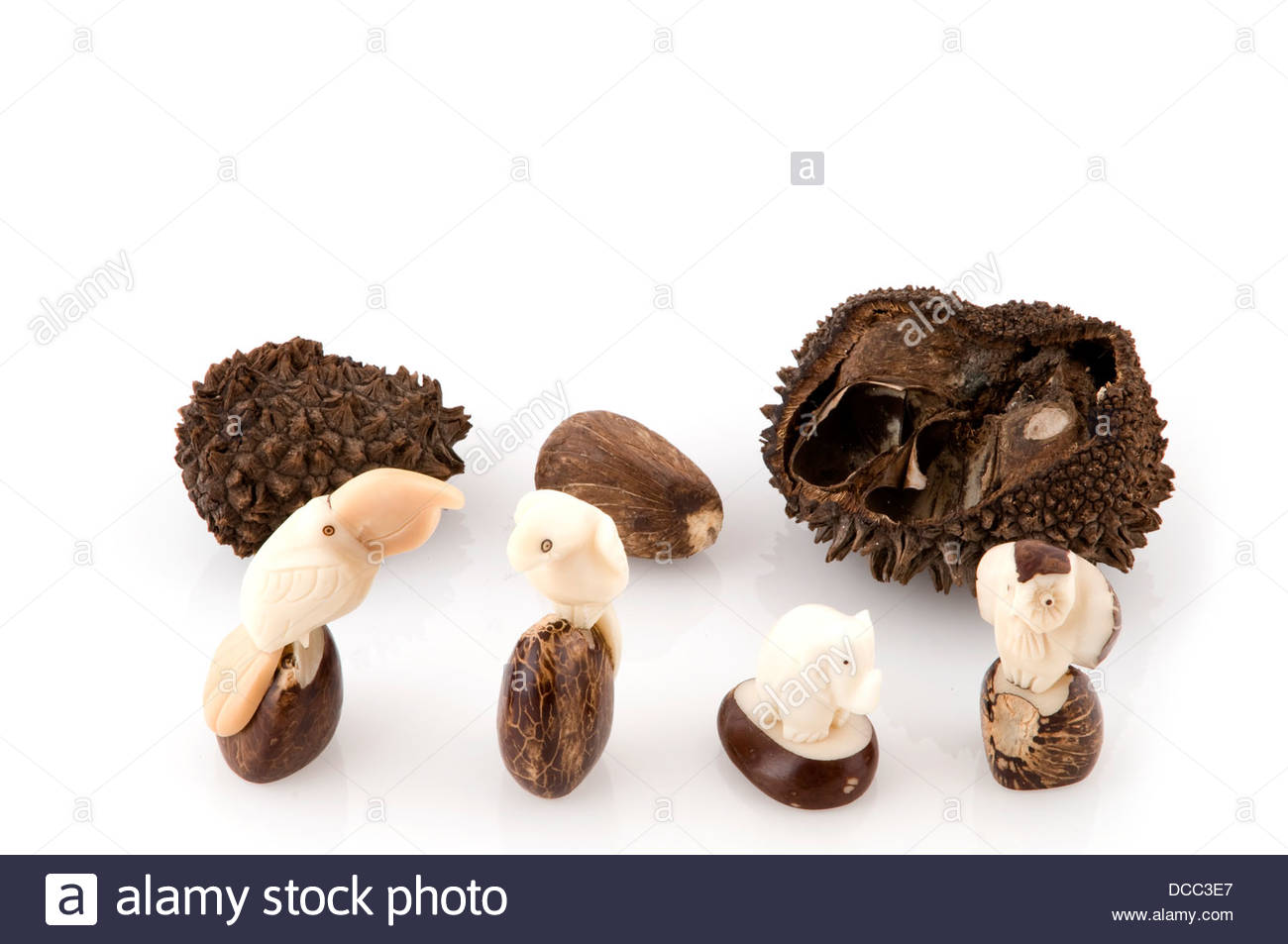 Ivory Palm Fruit High Resolution Stock Photography and Images - Alamy