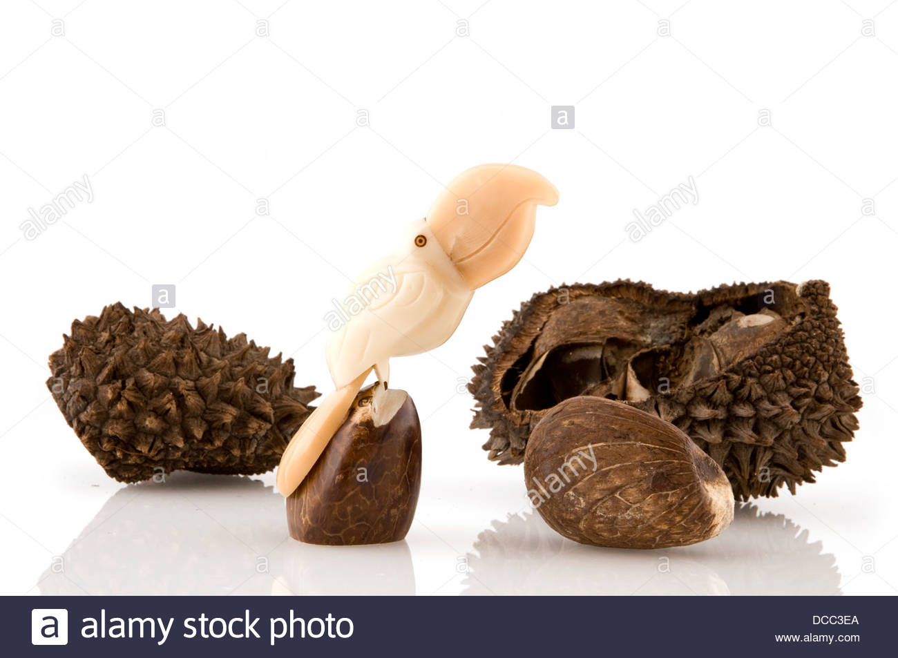 Ivory Palm Fruit High Resolution Stock Photography and Images - Alamy