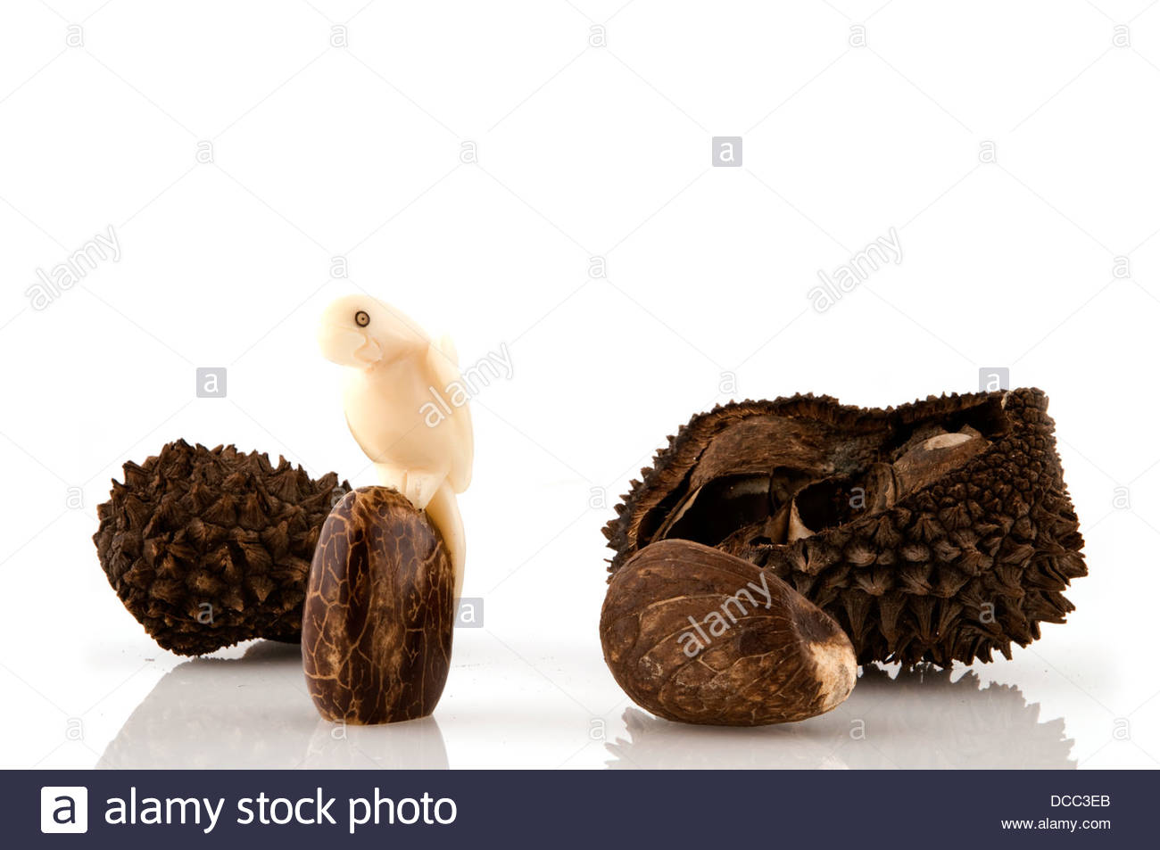 Ivory Palm Fruit High Resolution Stock Photography and Images - Alamy
