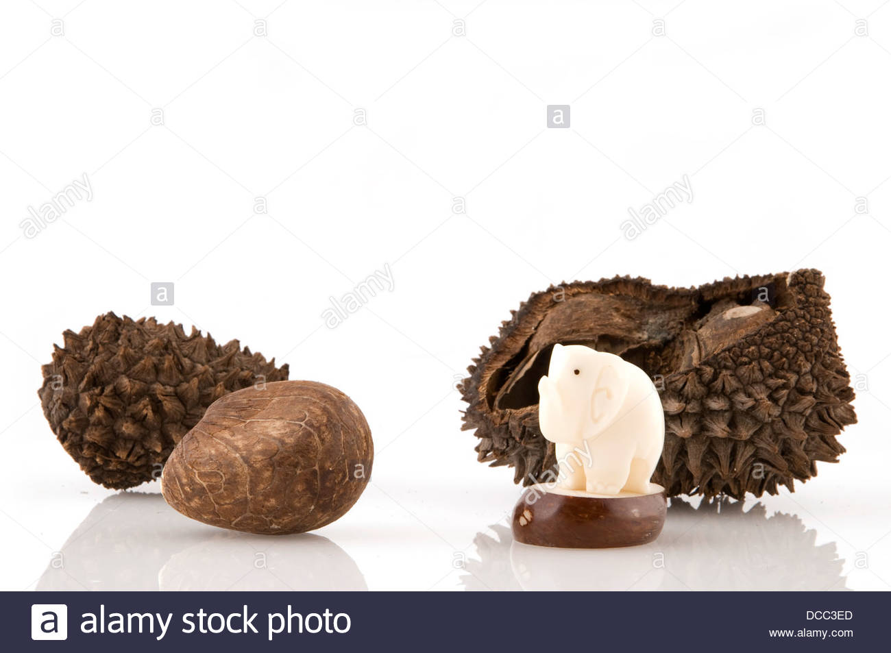 Ivory Palm Fruit High Resolution Stock Photography and Images - Alamy
