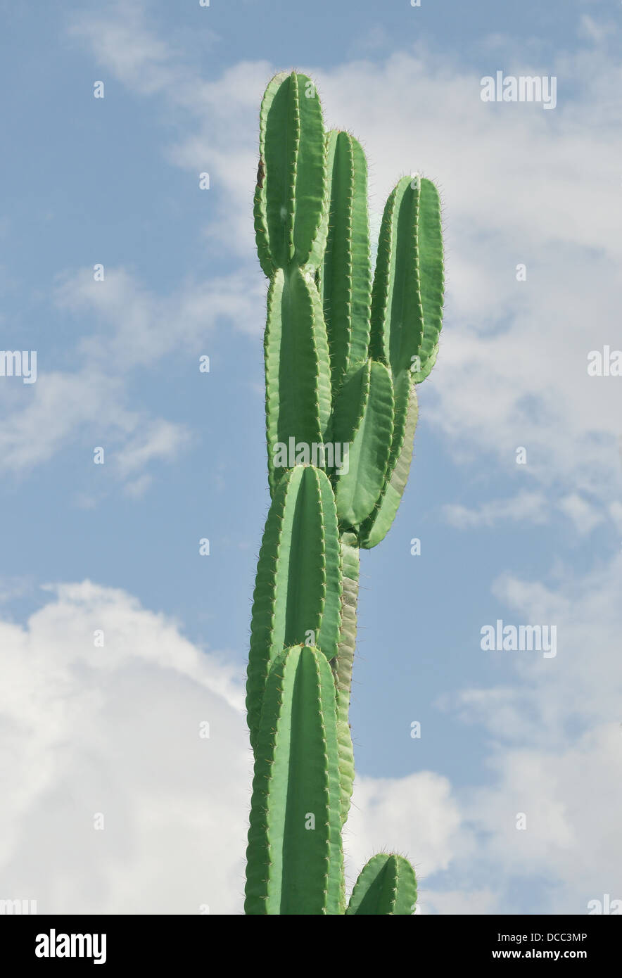 Cactus branch hi-res stock photography and images - Alamy