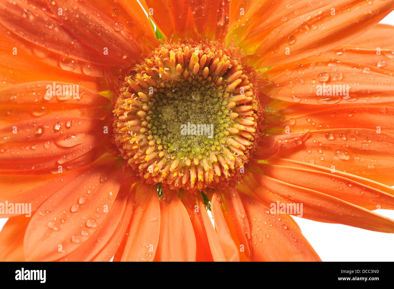 Orange daisy with rain drops Stock Photo - Alamy