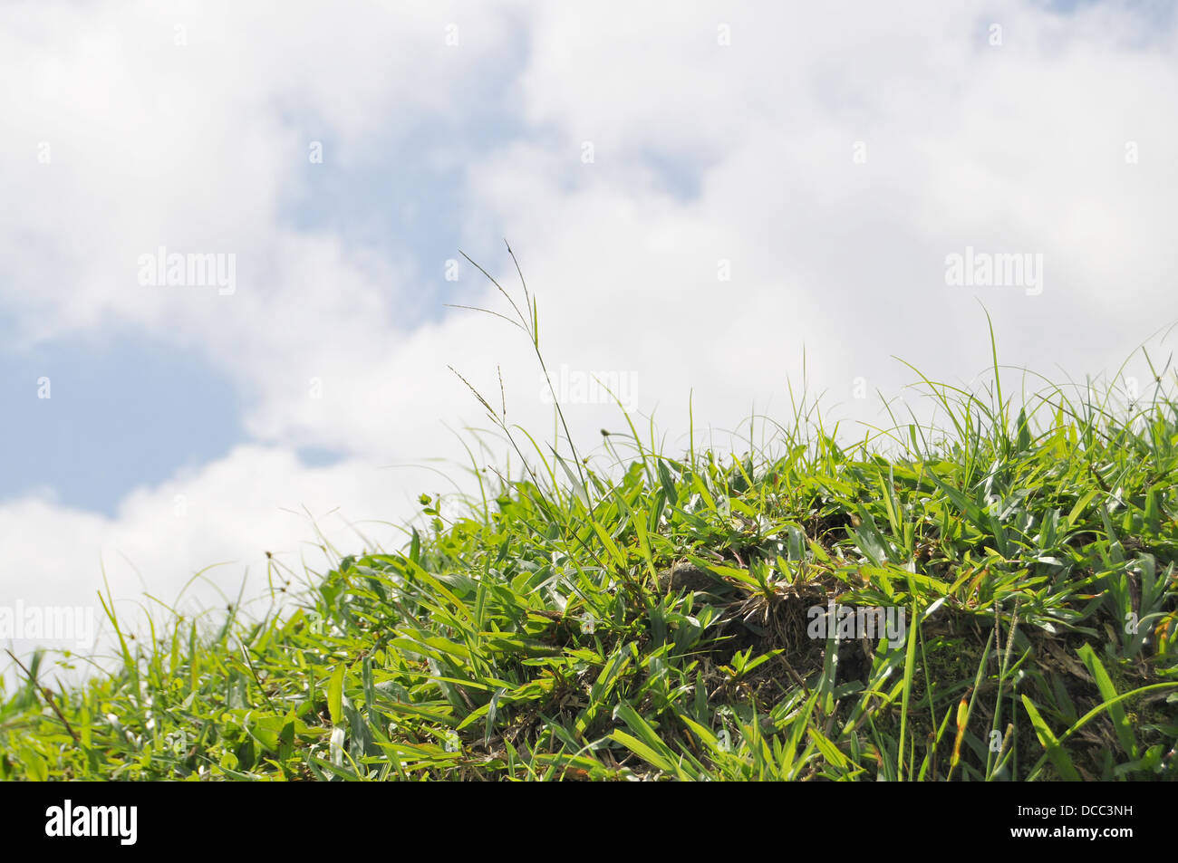Grass and Sky Stock Photo - Alamy