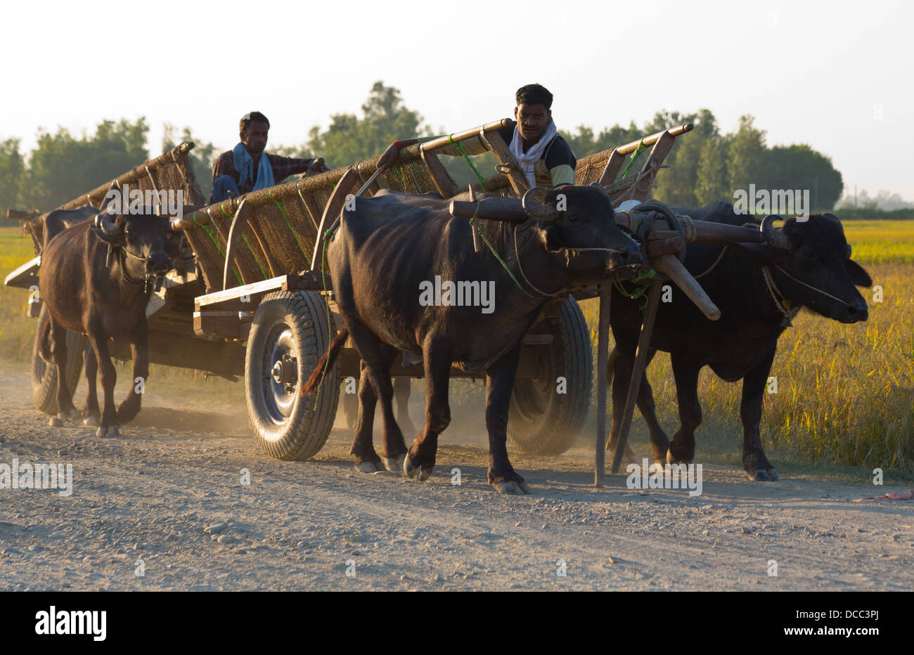 Men with domestic buffalo driving wooden carts, Terai region, Nepal ...