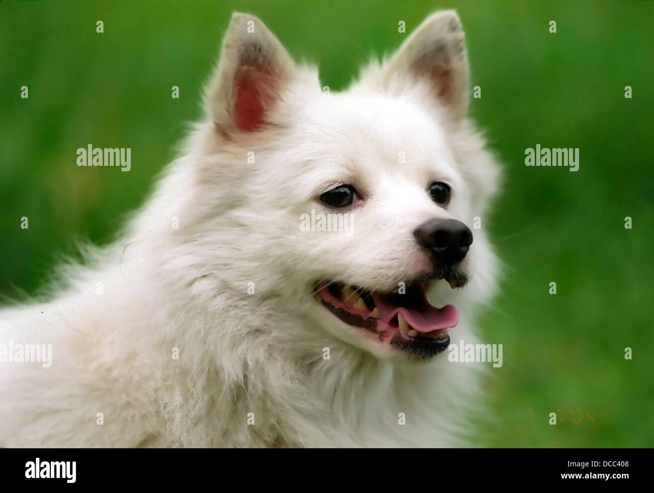 American spitz dog hi-res stock photography and images - Alamy
