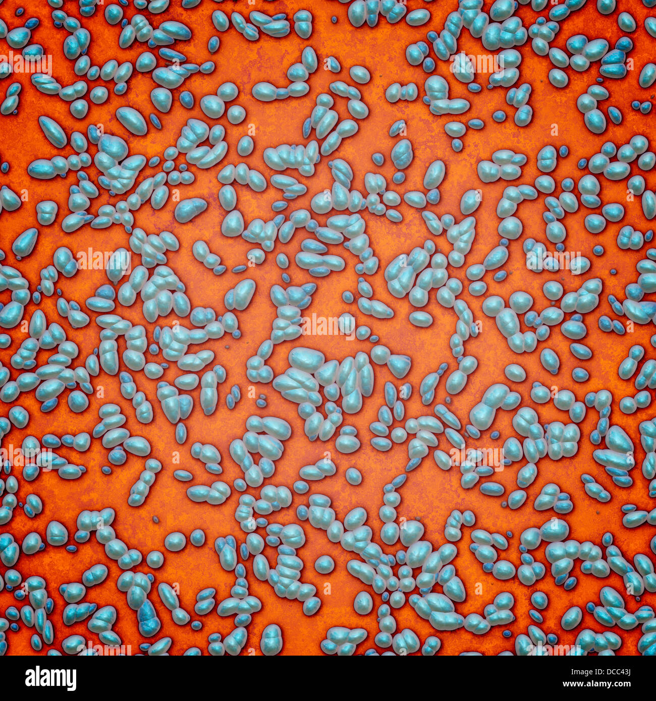 Animal bacteria hi-res stock photography and images - Alamy